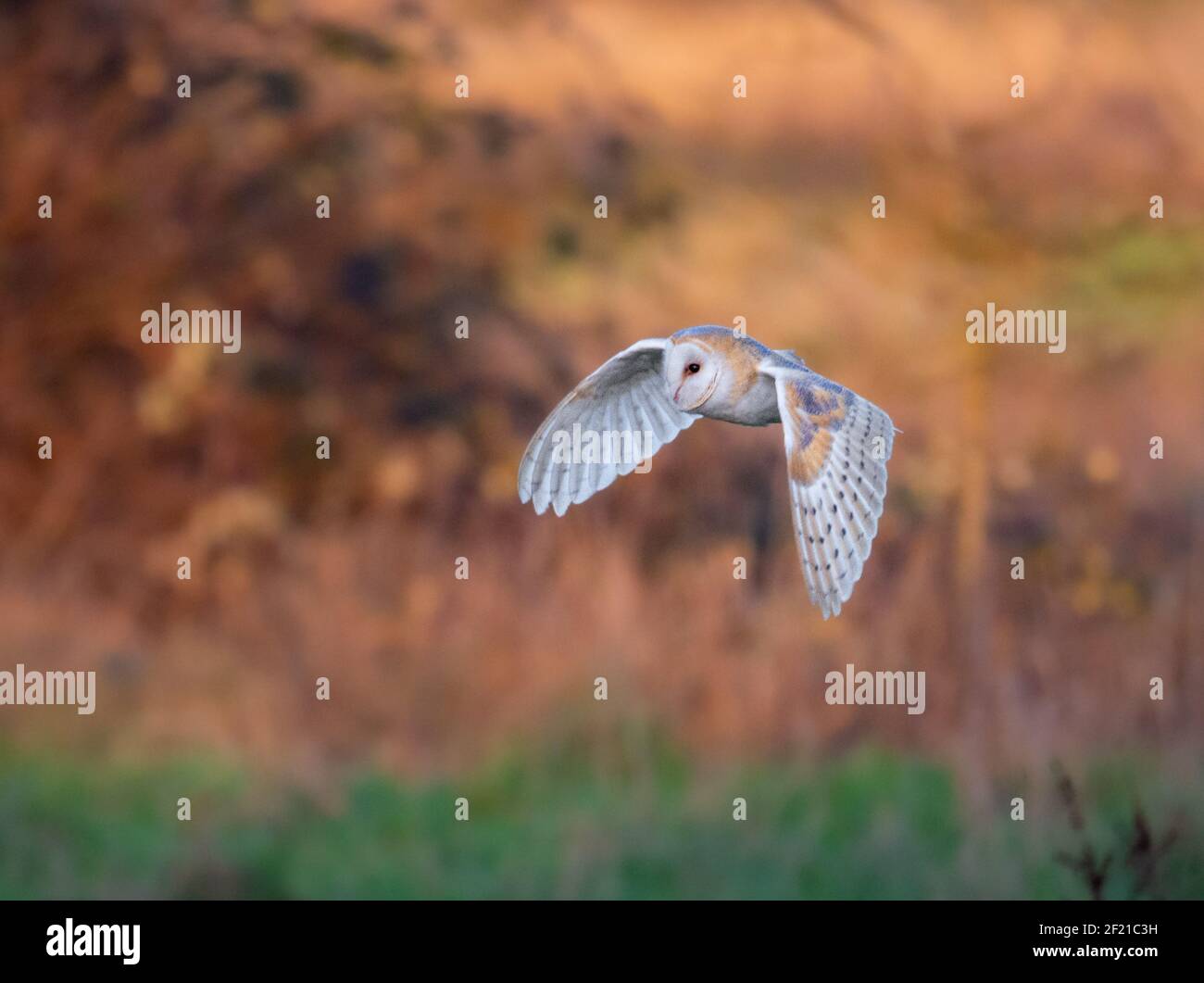 Barn owls hunting on the wing hi-res stock photography and images - Alamy