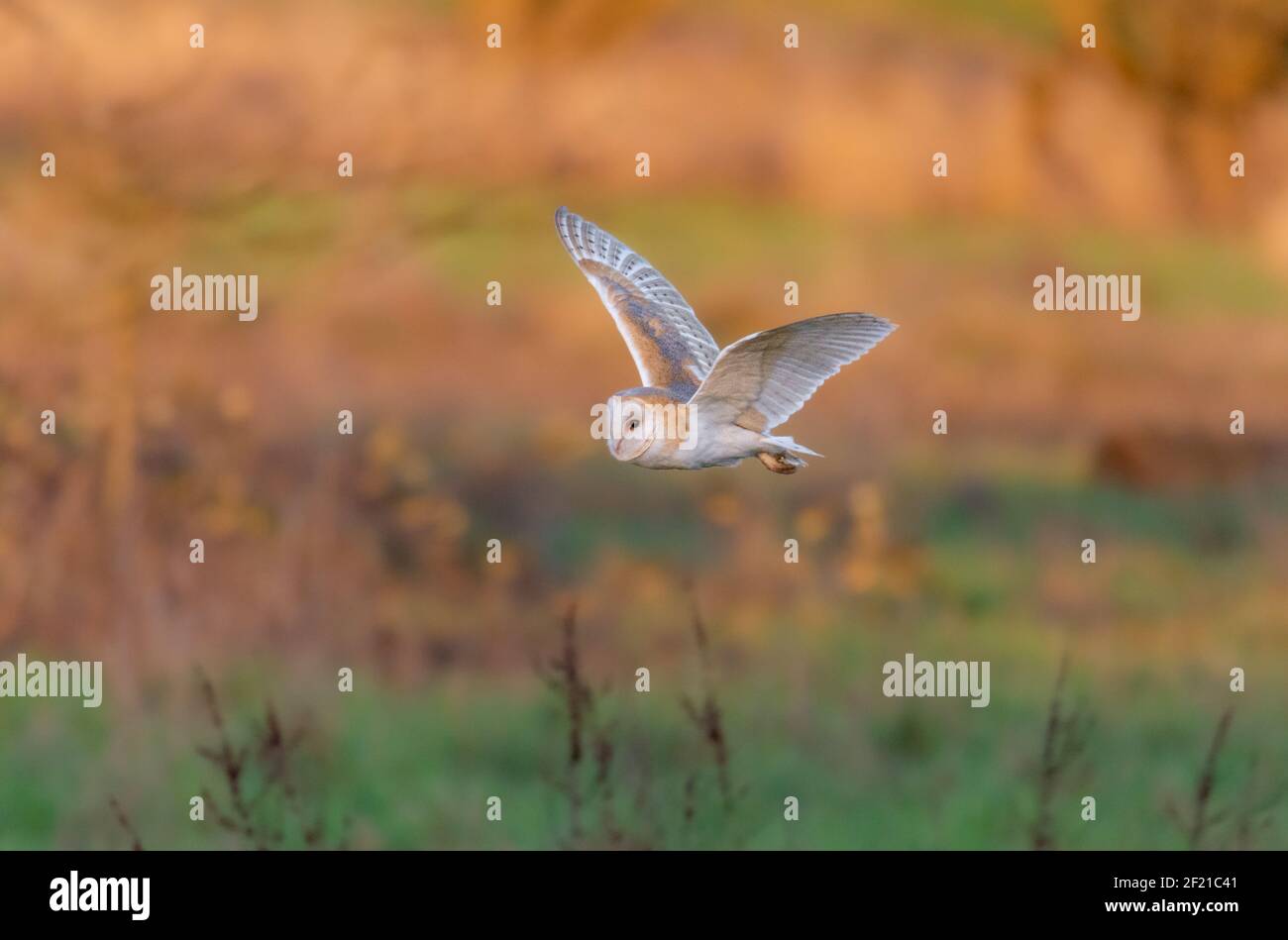Barn Owl in fight Stock Photo - Alamy