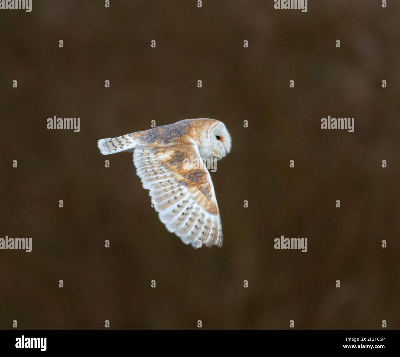 Barn Owls Hunting On The Wing High Resolution Stock Photography and ...