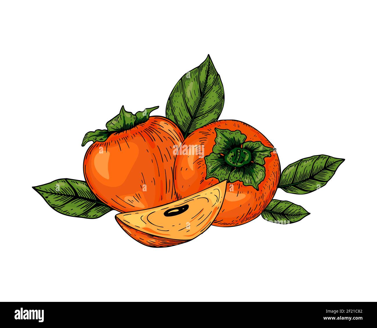 Hand drawn persimmon fruit with a slice isolated on white background ...