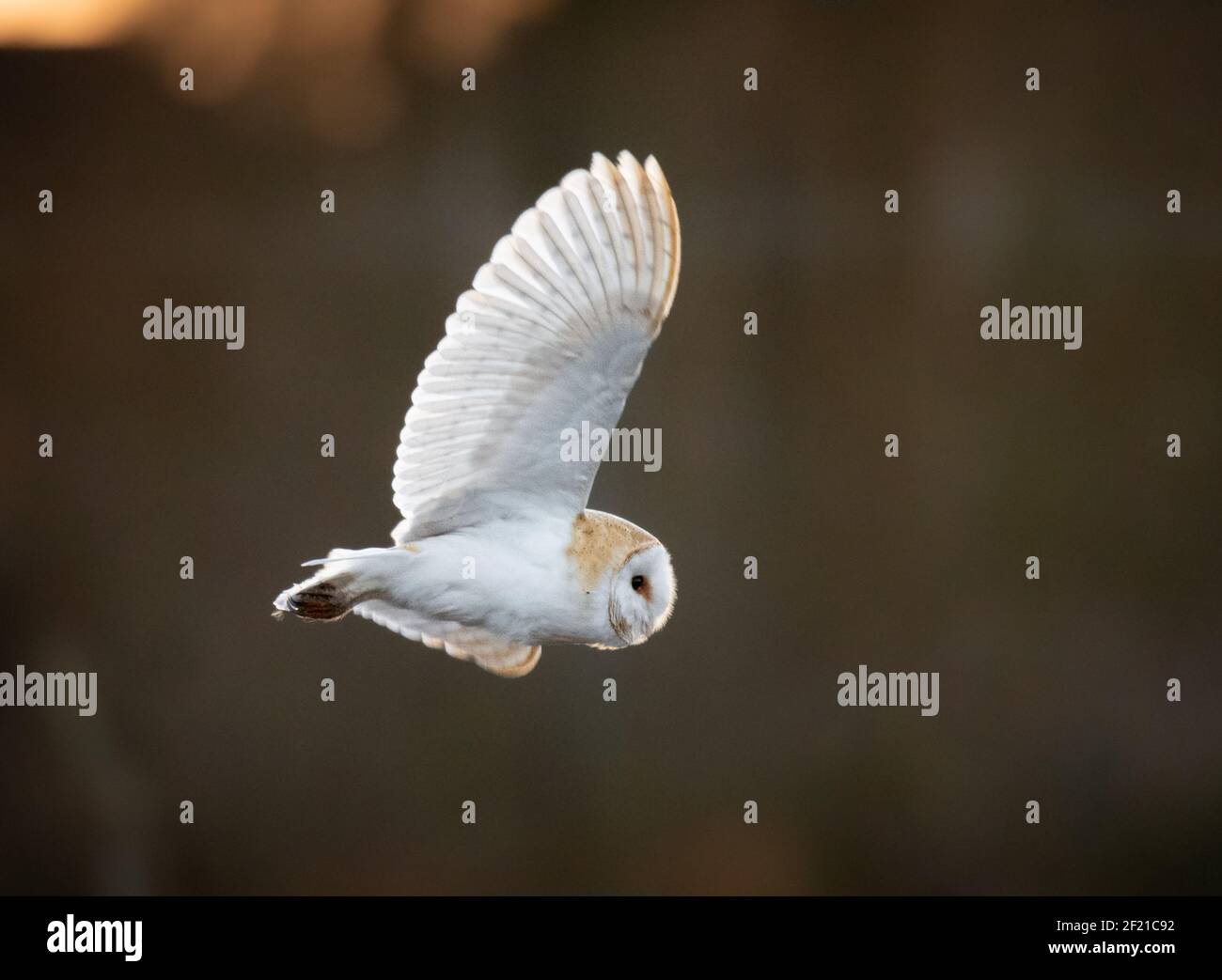 Barn Owl in fight Stock Photo - Alamy