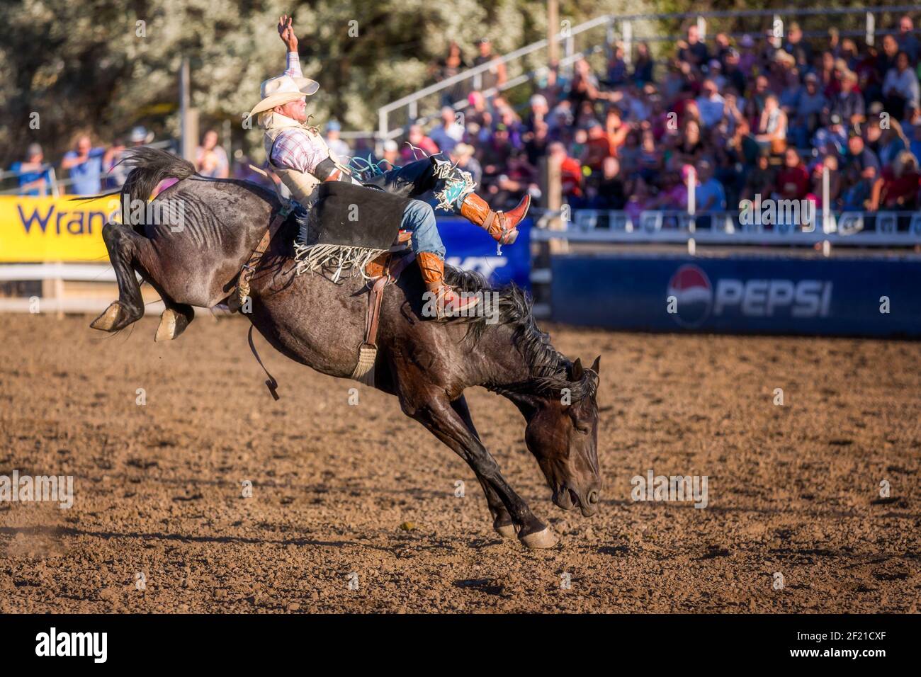 Bareback bronc riding hi-res stock photography and images - Alamy