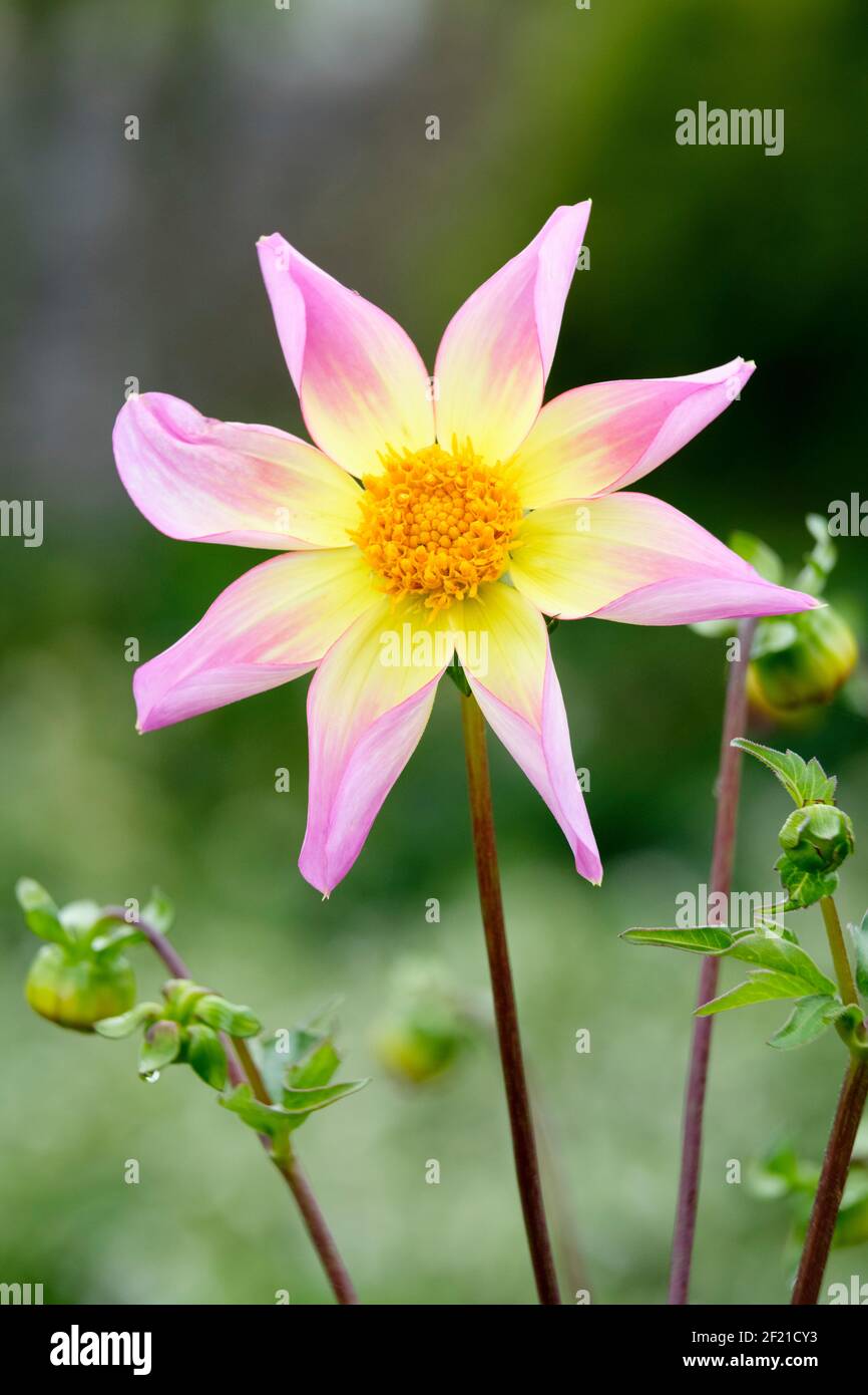 Dahlia 'Trelyn Seren'. Single star, Single Orchid, border dahlia ...