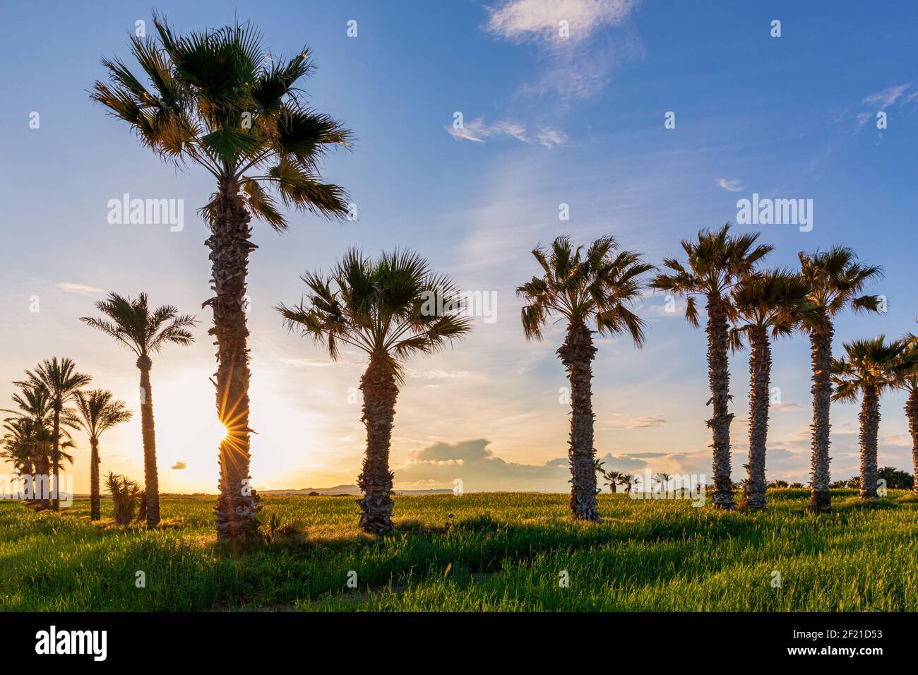 Cyprus trees hi-res stock photography and images - Alamy