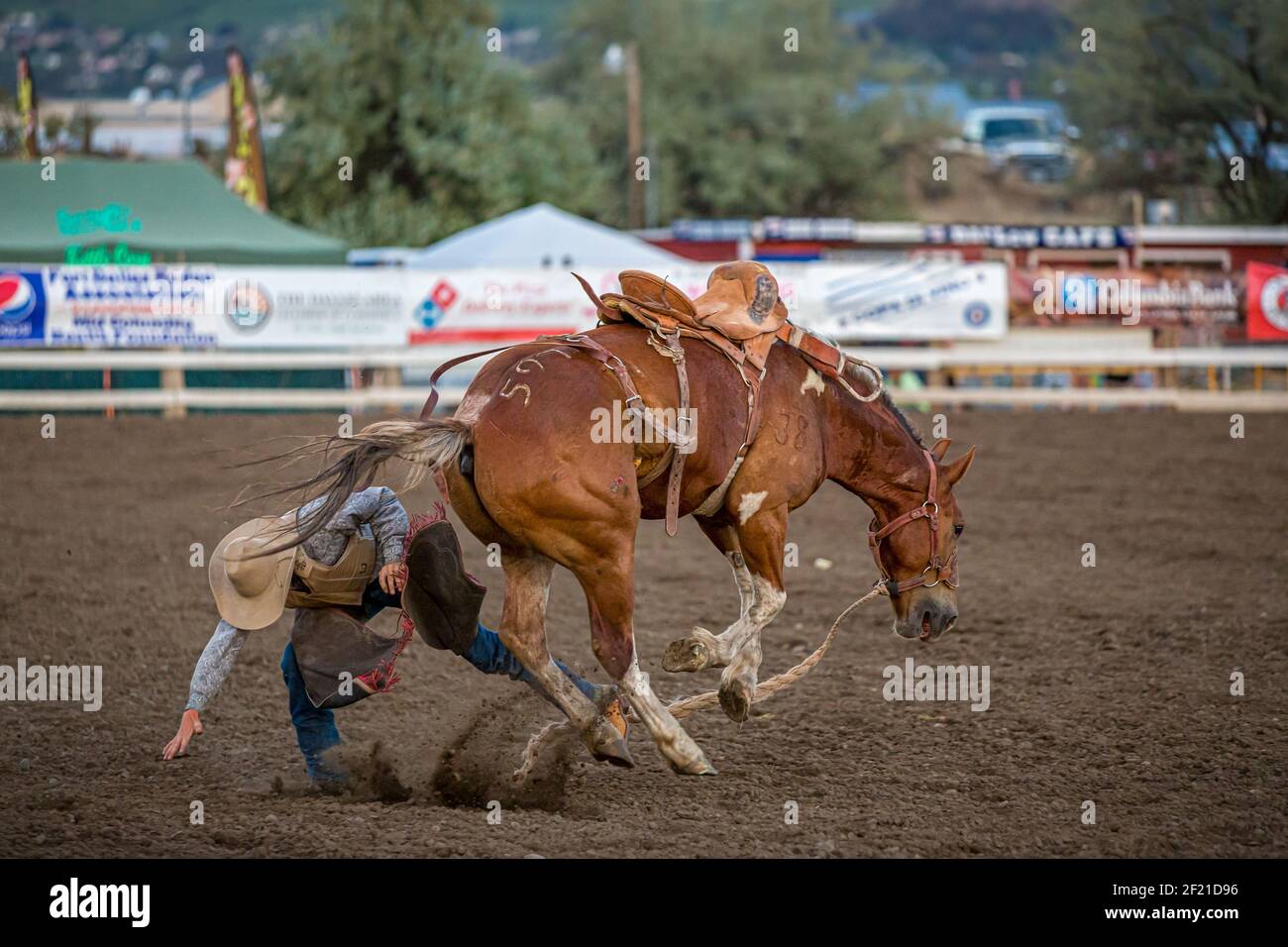 A rider falls off a horse during a Bareback bronc competition ...