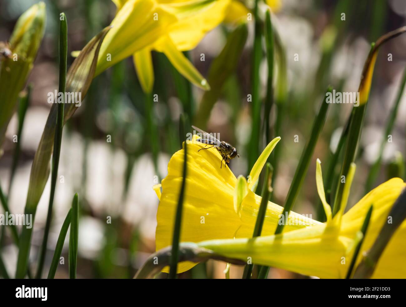 Side view daffodil flower narcissus hi-res stock photography and images ...