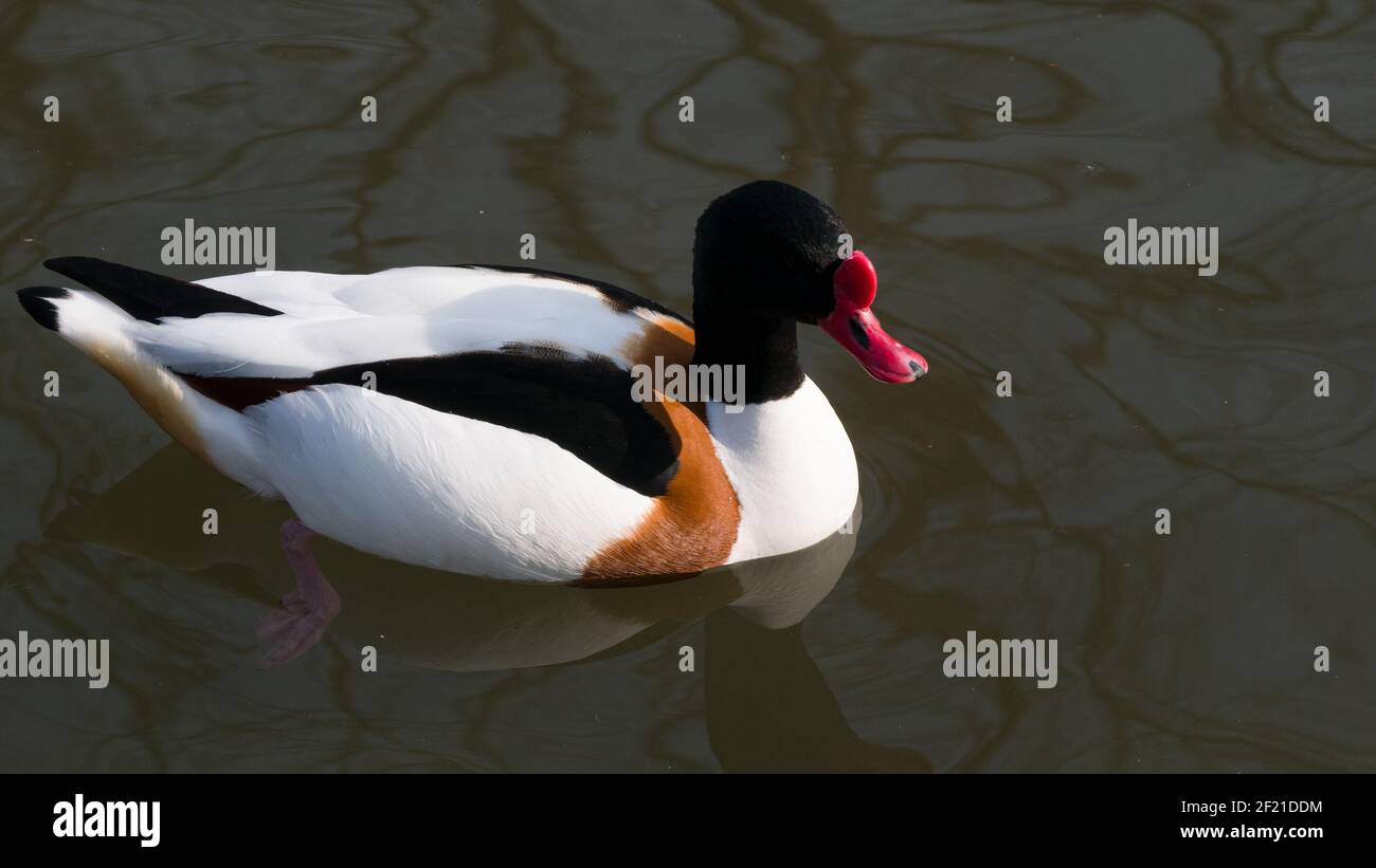 Black and white shelduck hi-res stock photography and images - Alamy