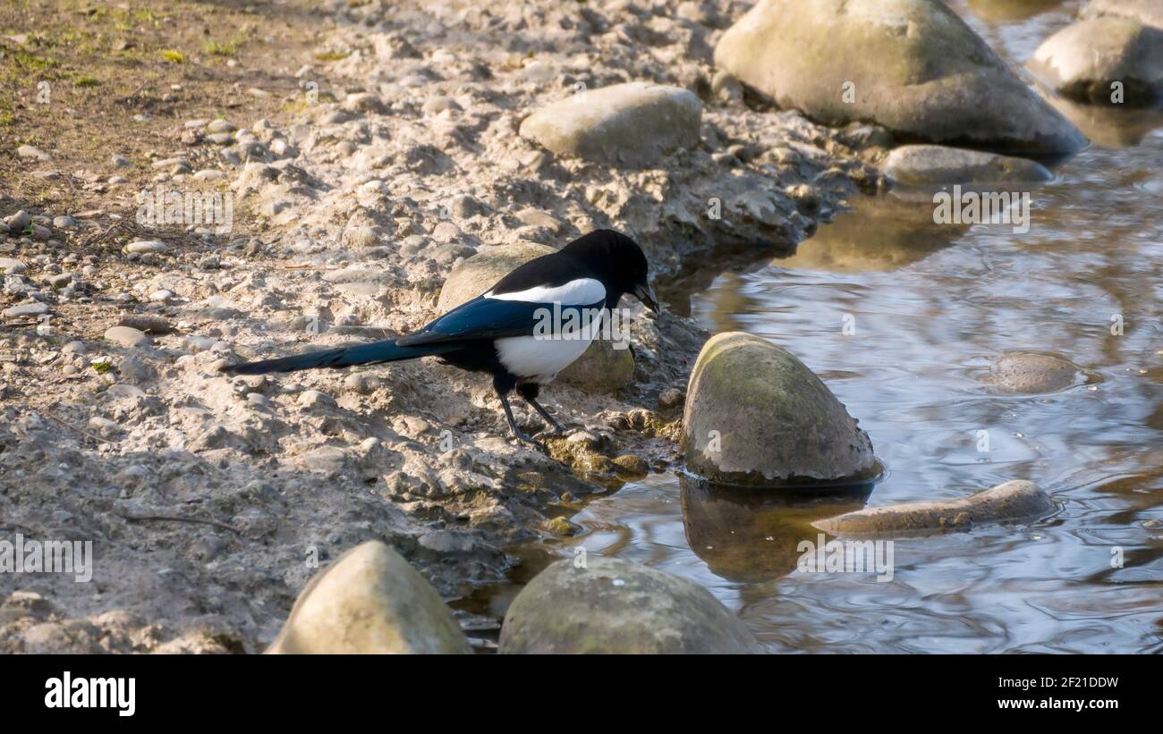Magpie river hi-res stock photography and images - Alamy