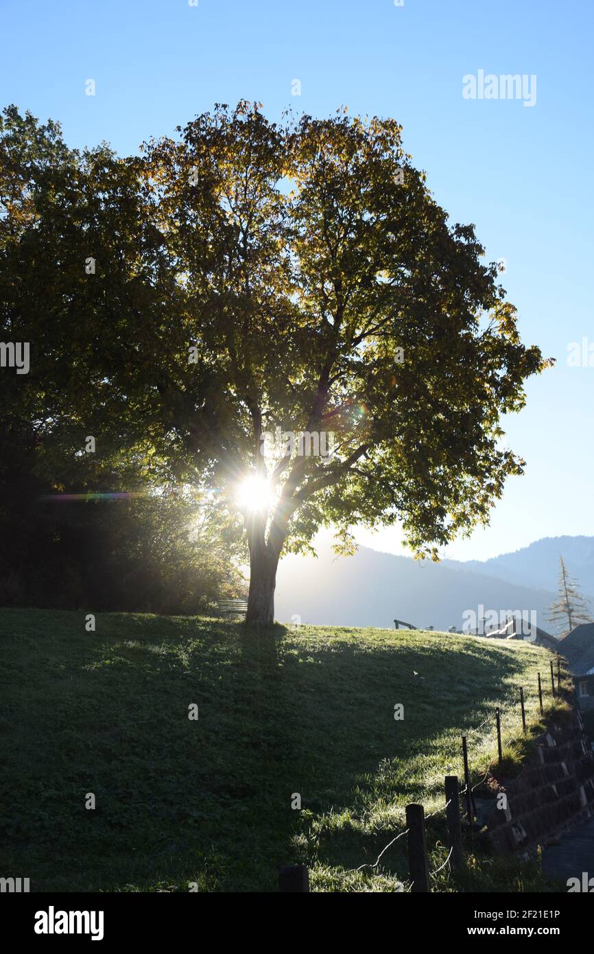 Tree with morning sun Stock Photo - Alamy