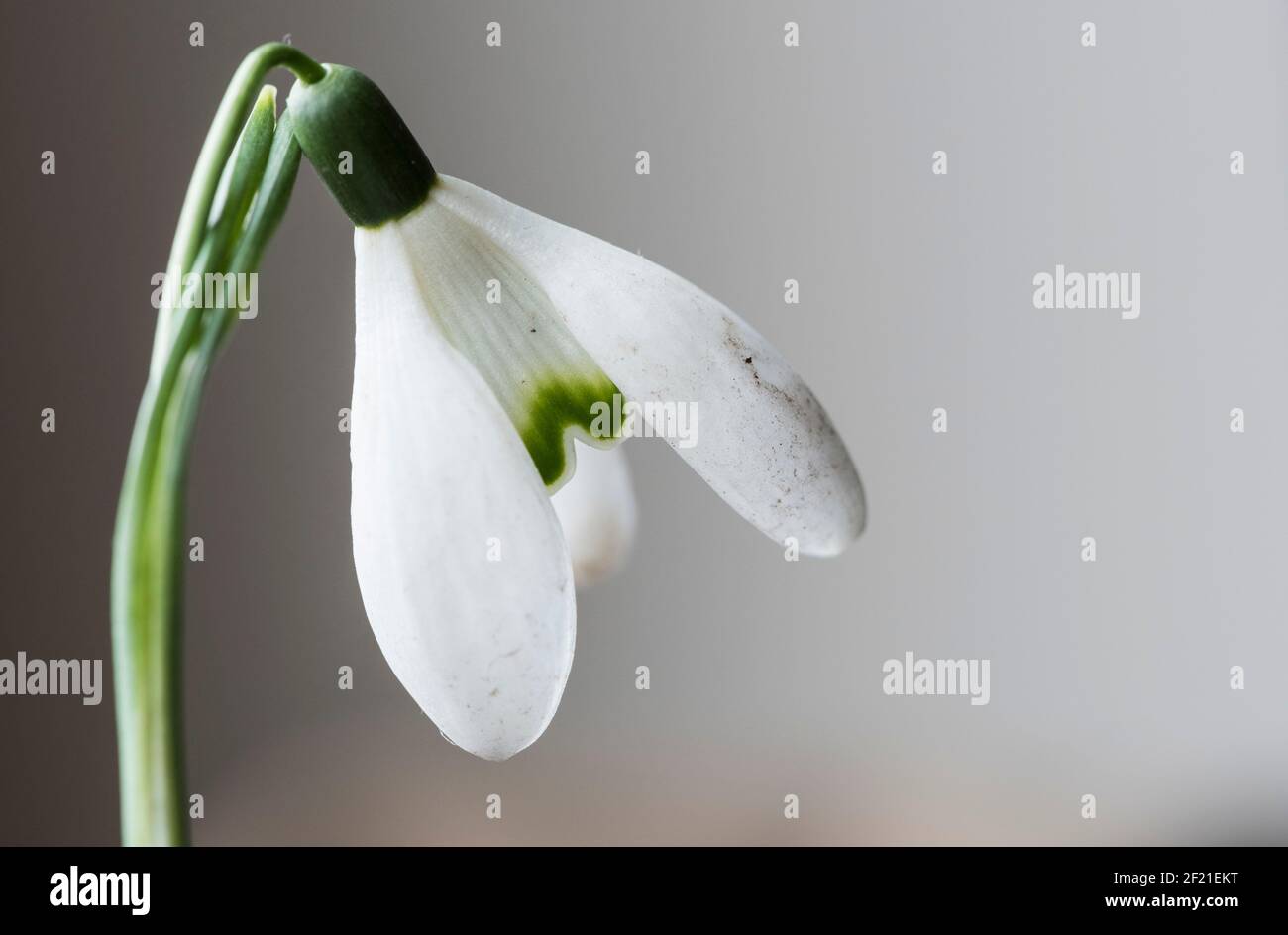 Single flower of a Snowdrop (Galanthus nivalis Stock Photo - Alamy