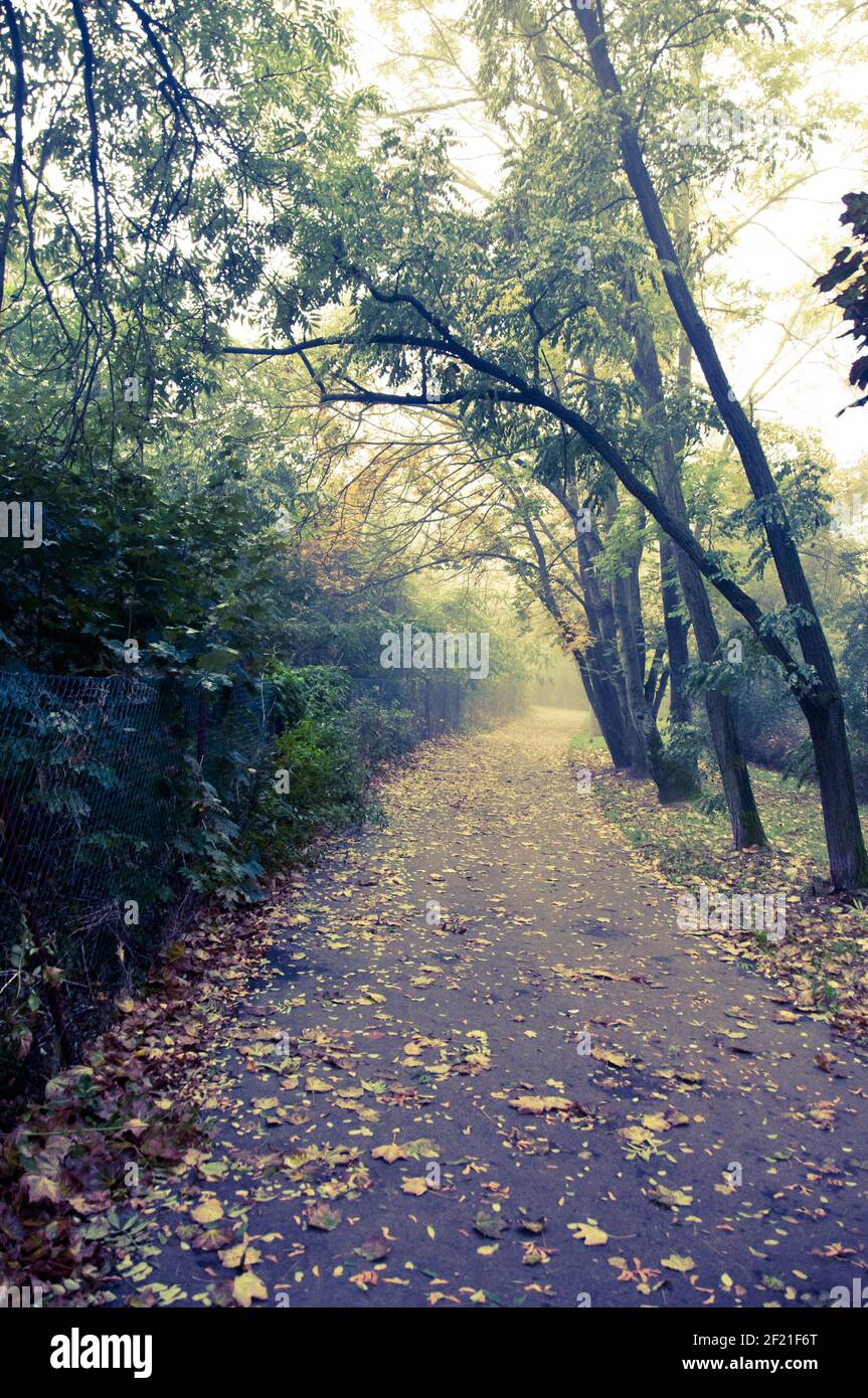 mysterious empty road and trees Stock Photo - Alamy