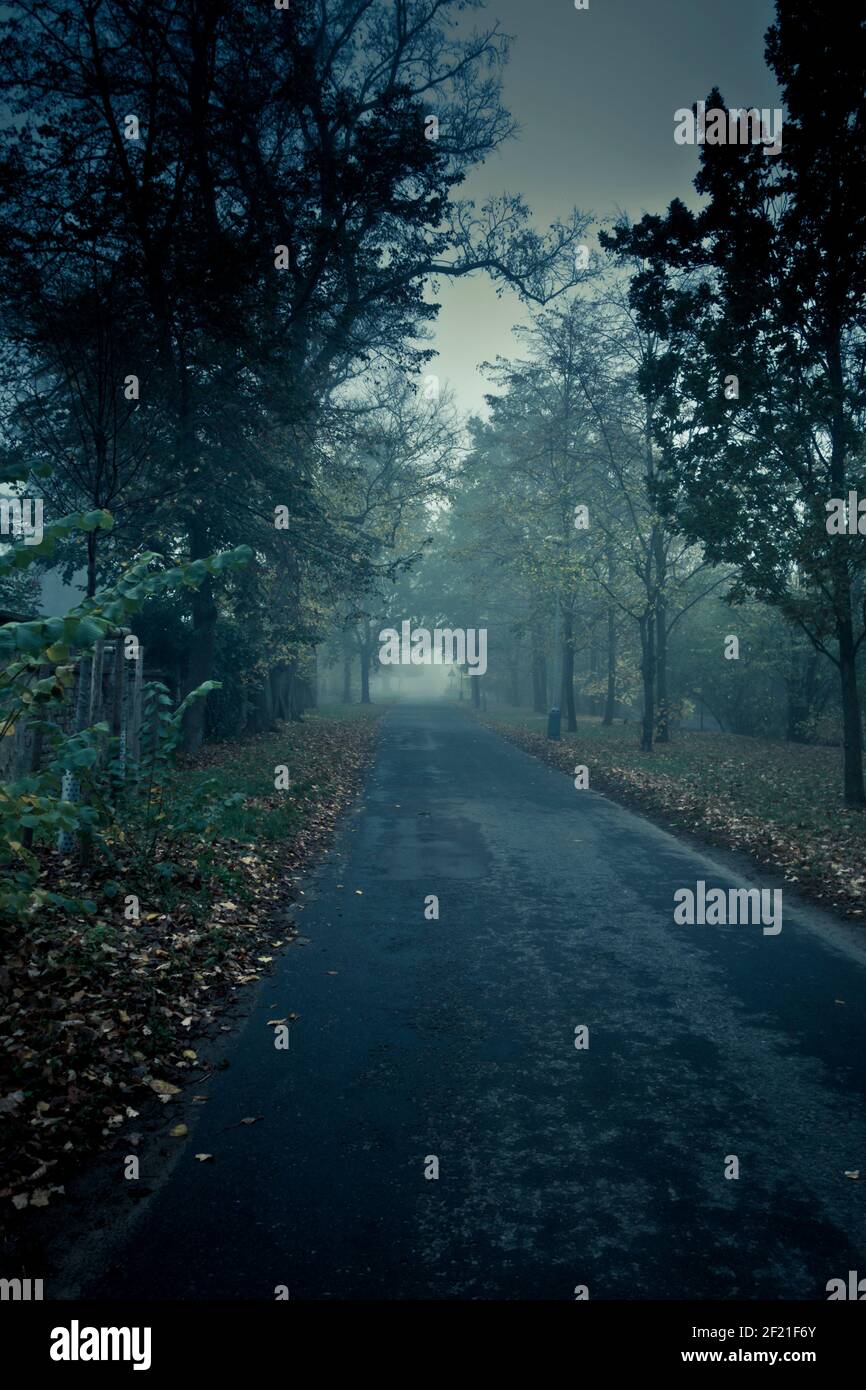 Empty road with trees hi-res stock photography and images - Alamy