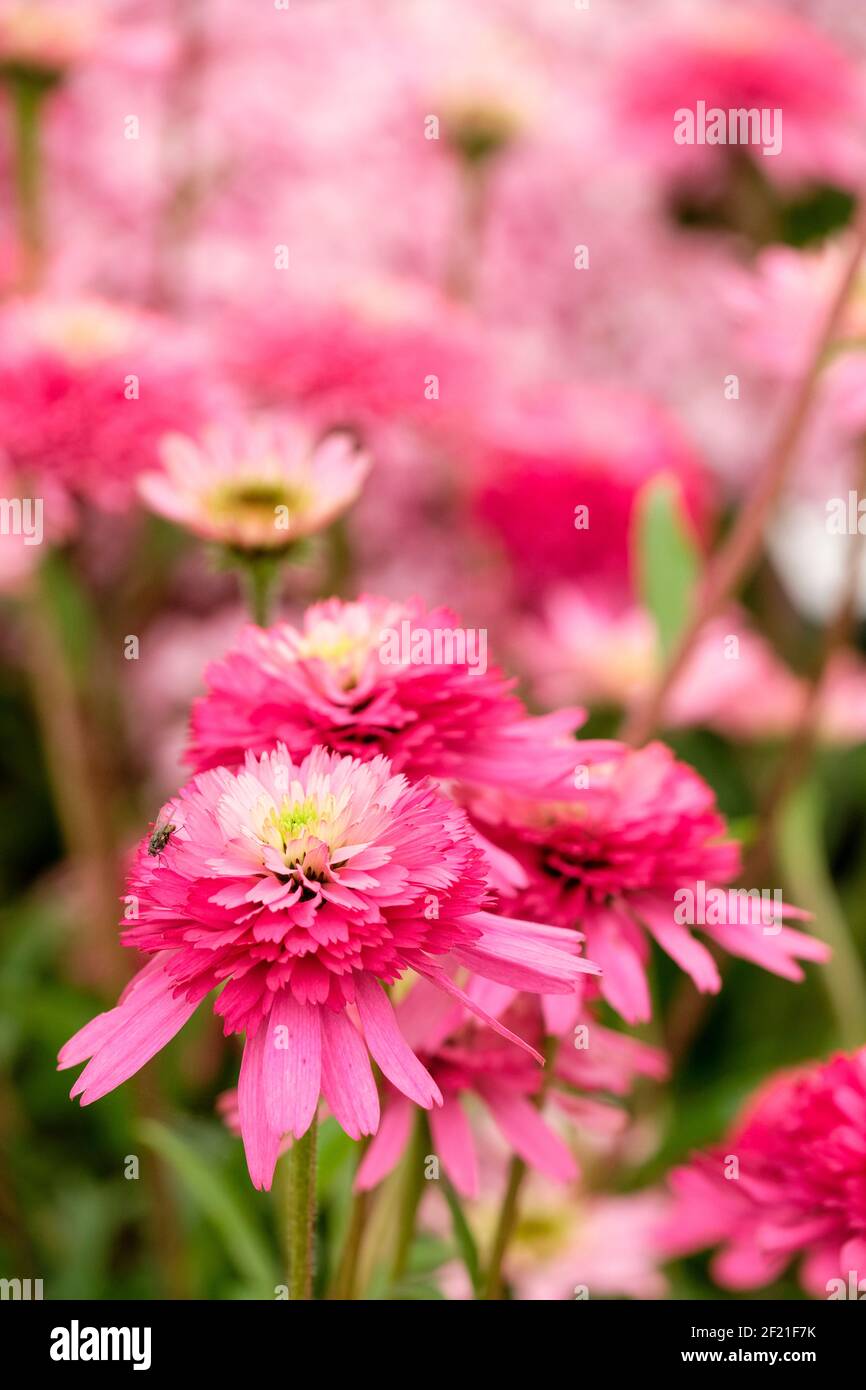 Echinacea purpurea 'Southern Belle'. Cone-fections Series. Purple ...