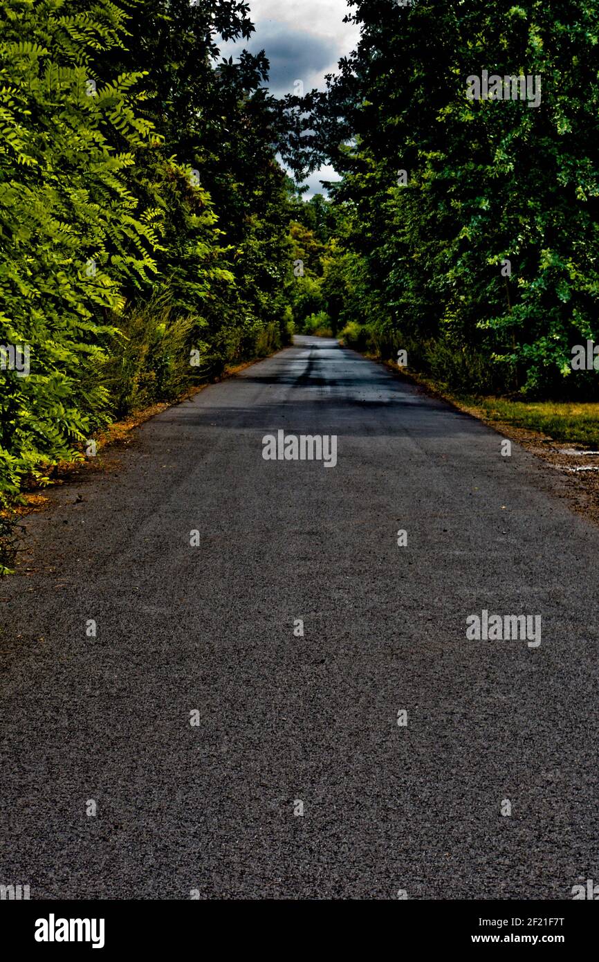 Empty road with trees hi-res stock photography and images - Alamy