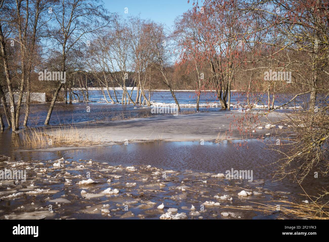 Spring floods. Flooded meadow with trees. Spring landscape Stock Photo ...