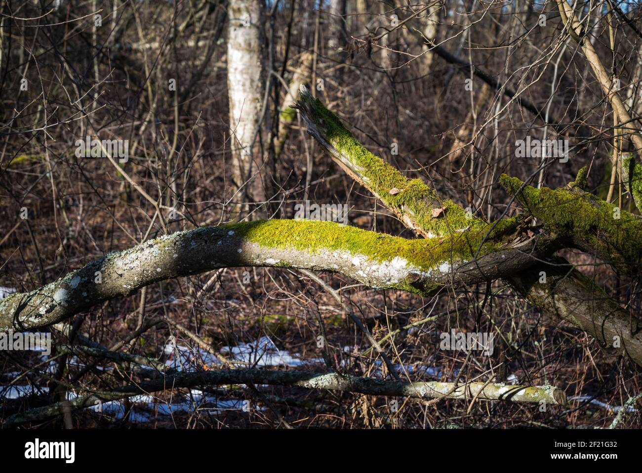 broken tree branch with green moss in an overgrown forest in the spring ...