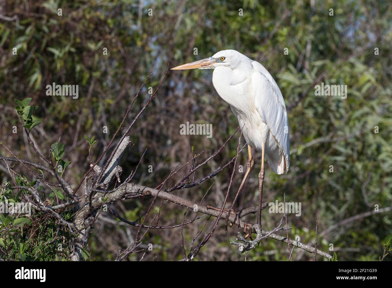 White morph immature hi-res stock photography and images - Alamy