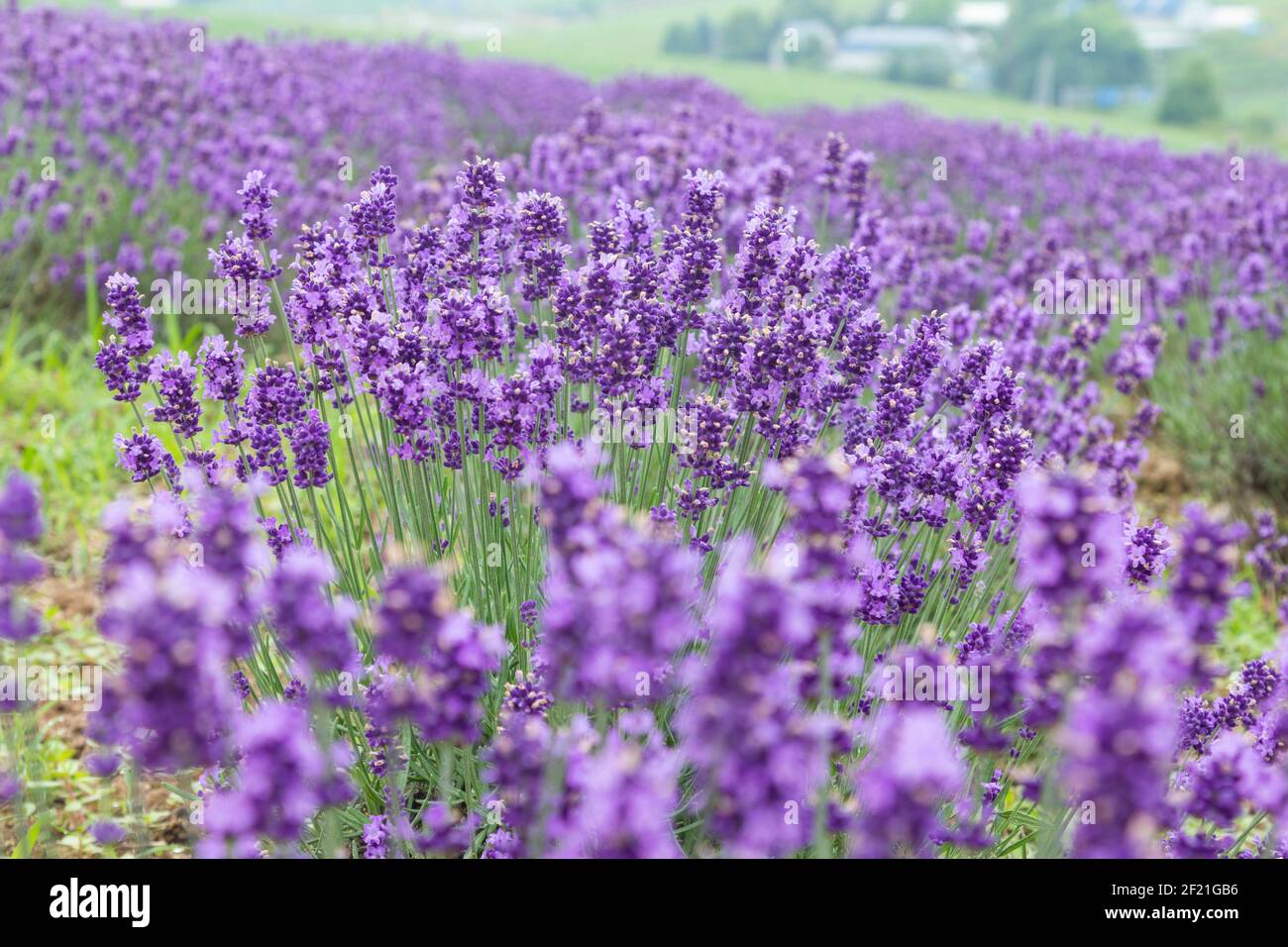 Lavender field in hokkaido hi-res stock photography and images - Alamy