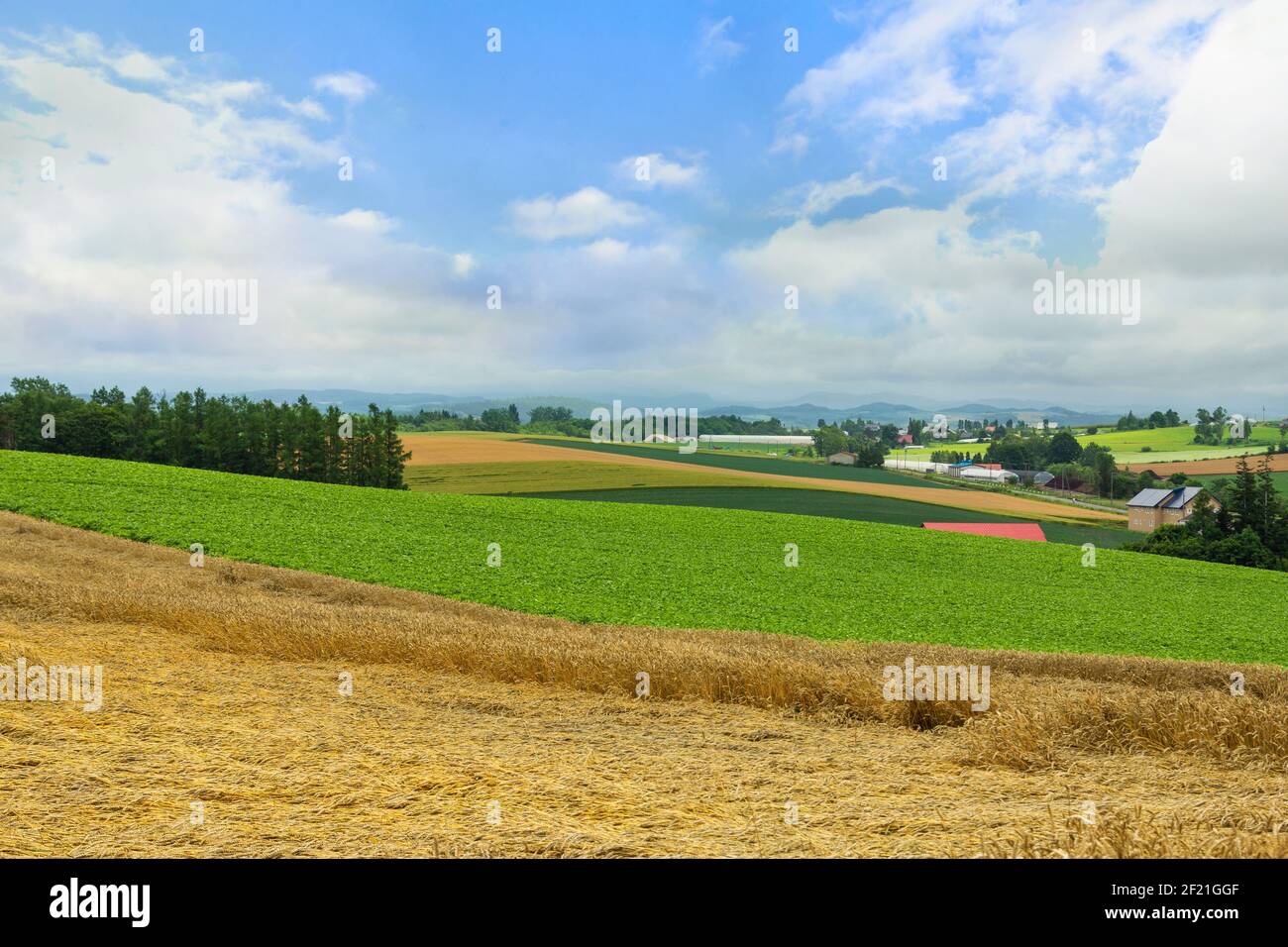 Green Patchwork of Farms in Biei, Asahikawa, Hokkaido, Japan Stock ...