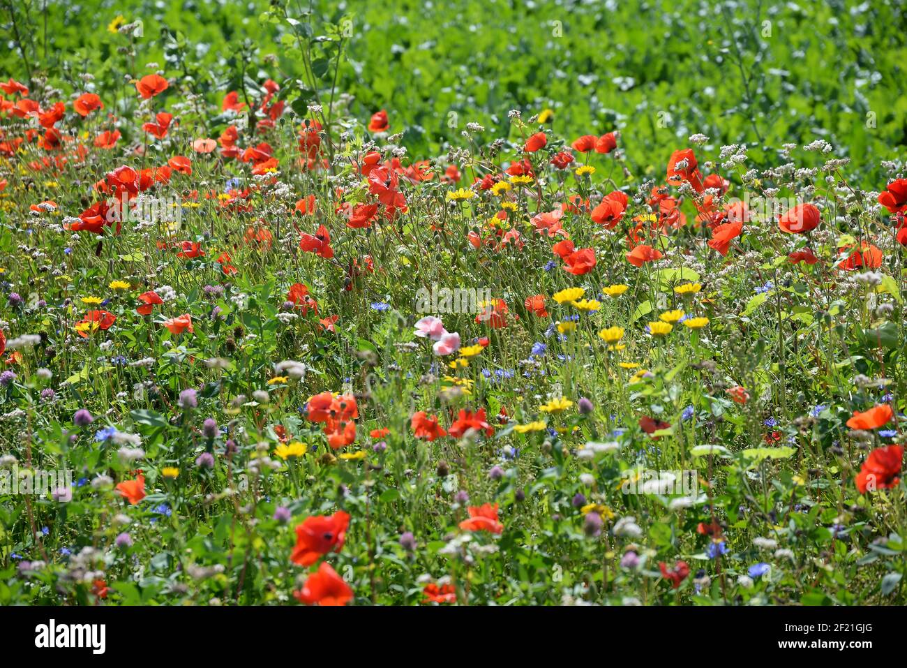 Poppies and sunflowers Stock Photo - Alamy