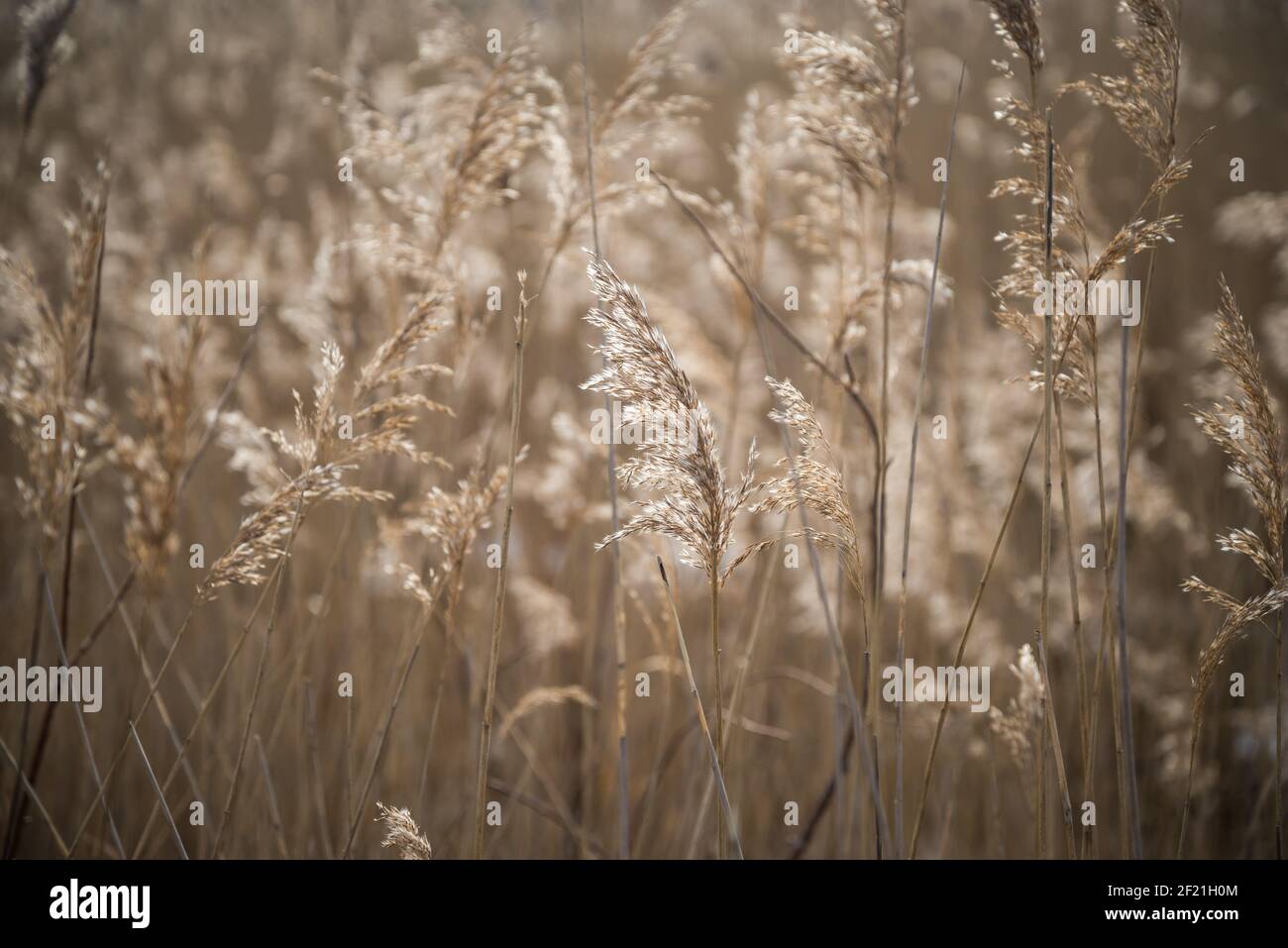 Dry reed on the sea, reed layer, reed seeds. Golden reed grass in the ...