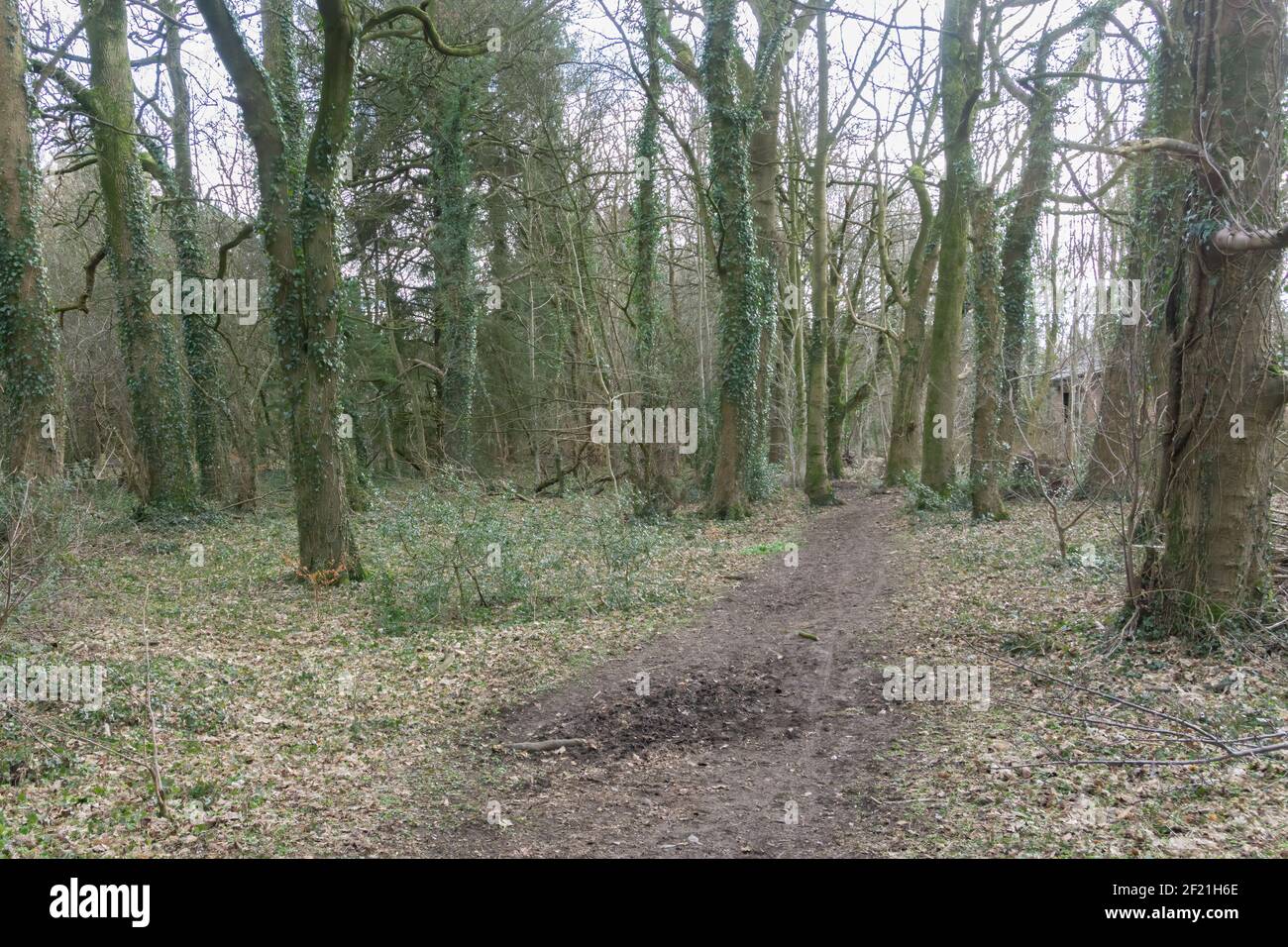 Looking into Perceton Woods with dense Scottish woodlands, winter ...