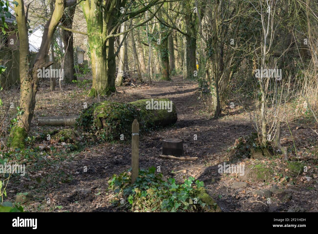 Looking into Perceton Woods with dense Scottish woodlands, winter ...