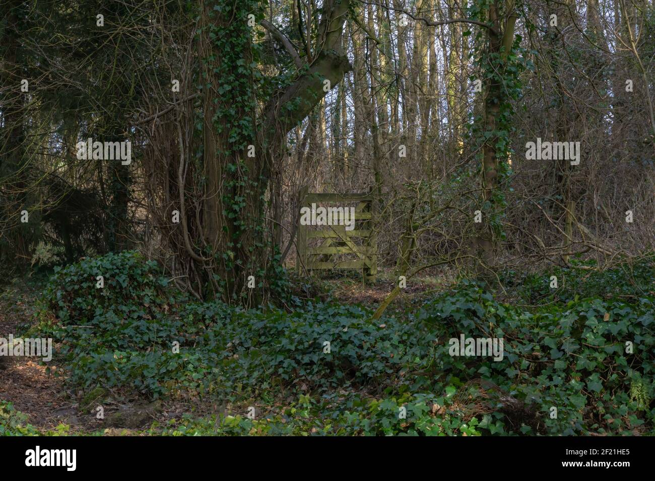 Looking into Perceton Woods and an old wooden gate with dense Scottish ...