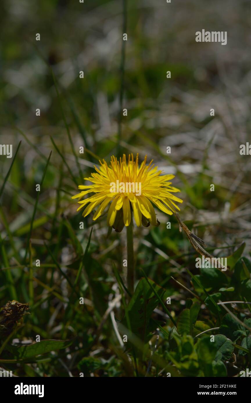 Dandelion in the wild, natural environment, early spring Stock Photo ...