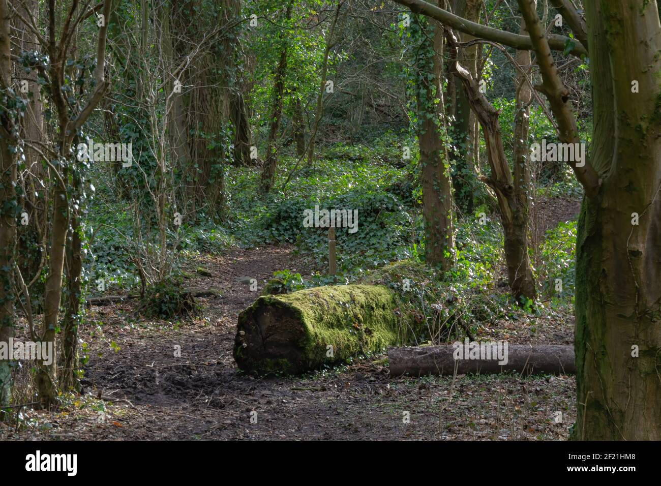 Looking into Perceton Woods with dense Scottish woodlands, winter ...