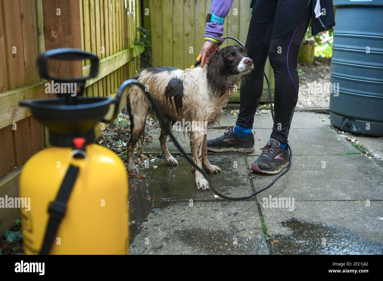 Mud Muddy Dirt Dirty Dog Spaniel High Resolution Stock Photography and ...