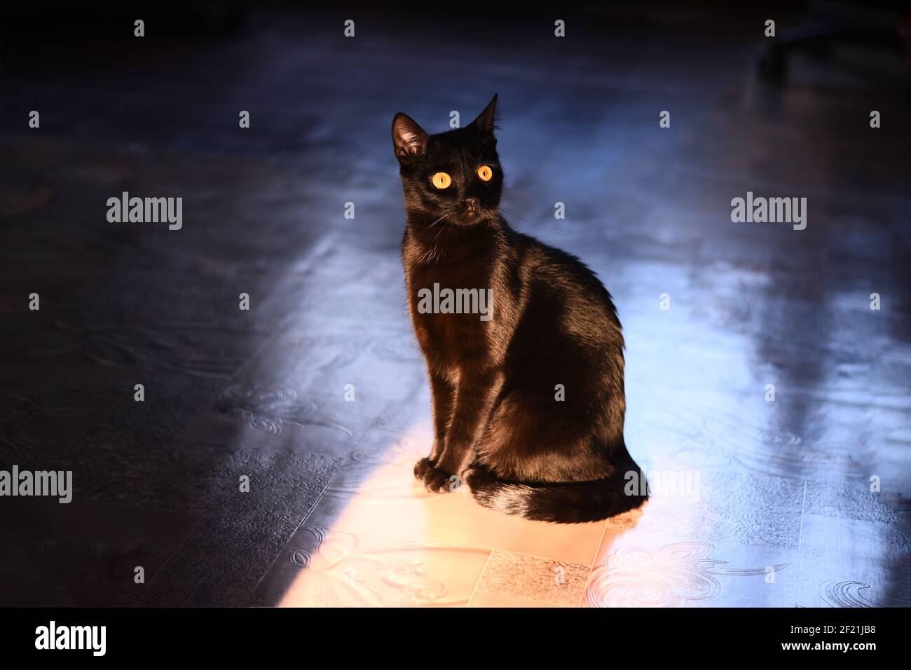 A beautiful black cat stares intently at the camera Stock Photo - Alamy