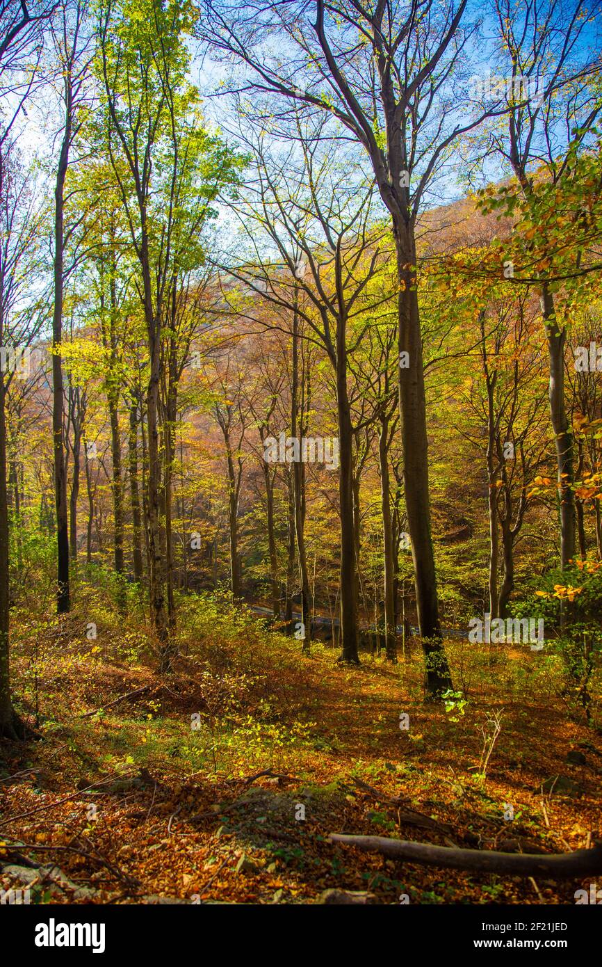 European beech tree woods in natur Stock Photo - Alamy