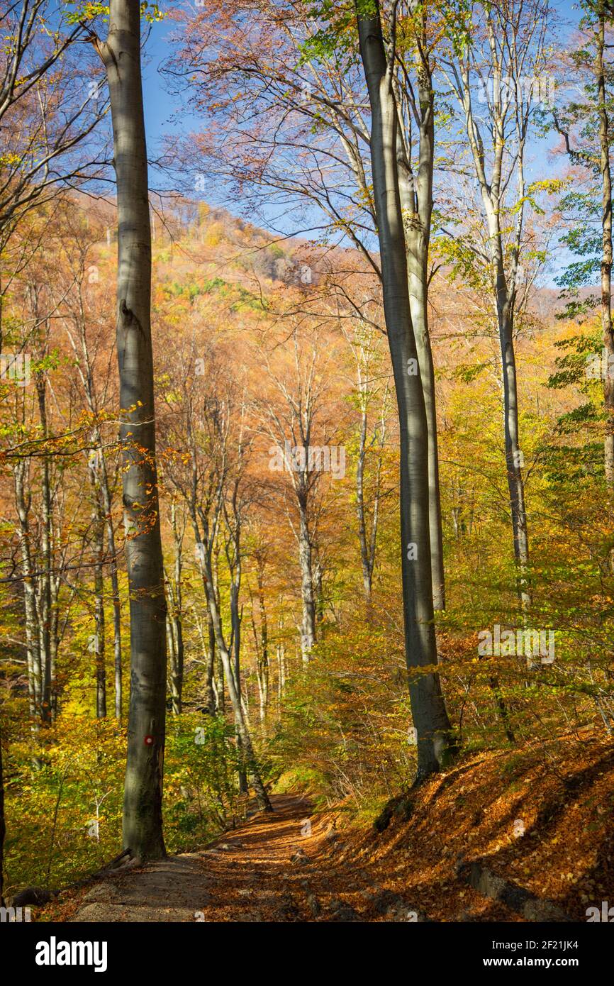European beech tree woods in autumn Stock Photo - Alamy