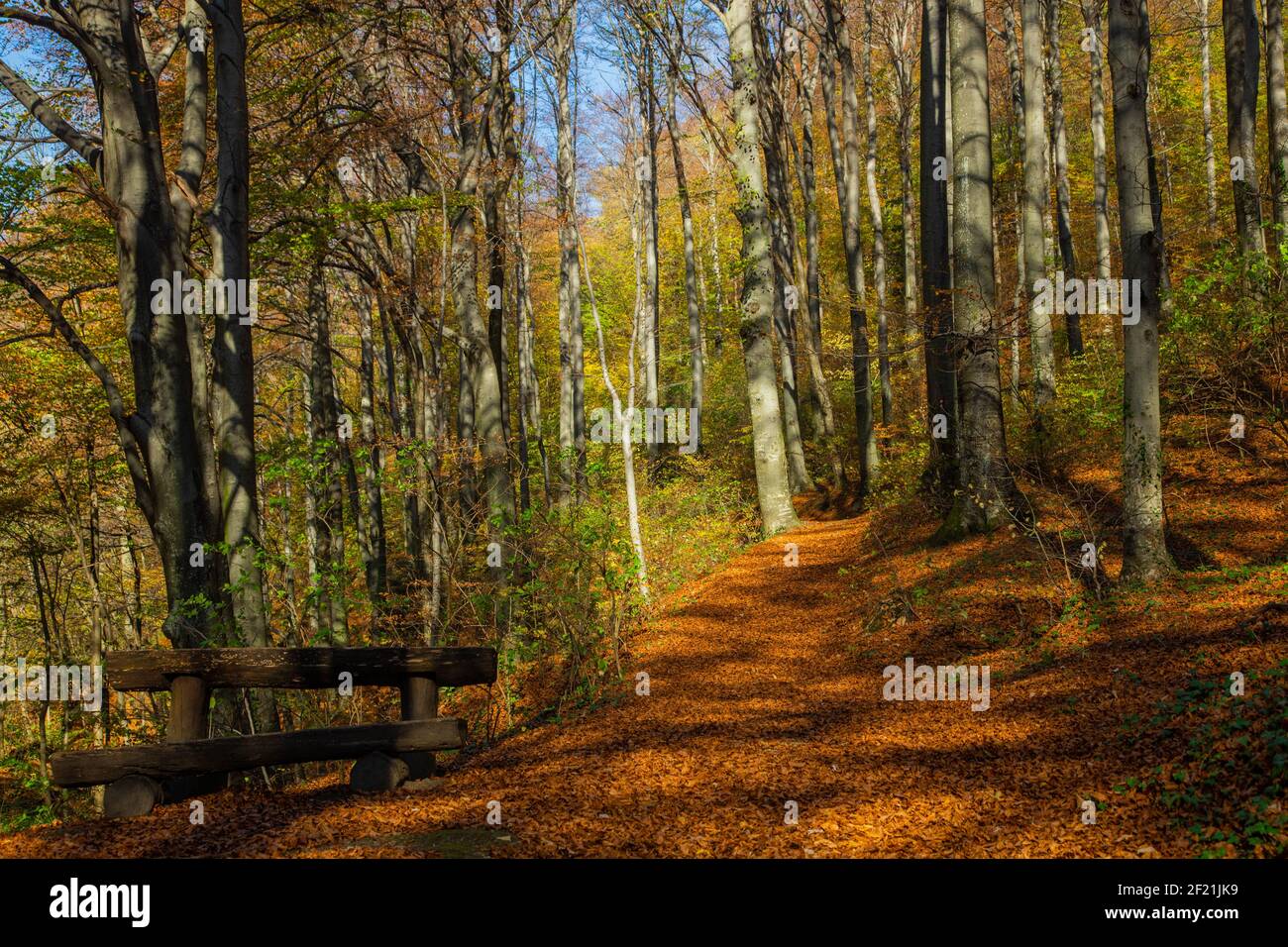 European beech tree woods in autumn Stock Photo - Alamy