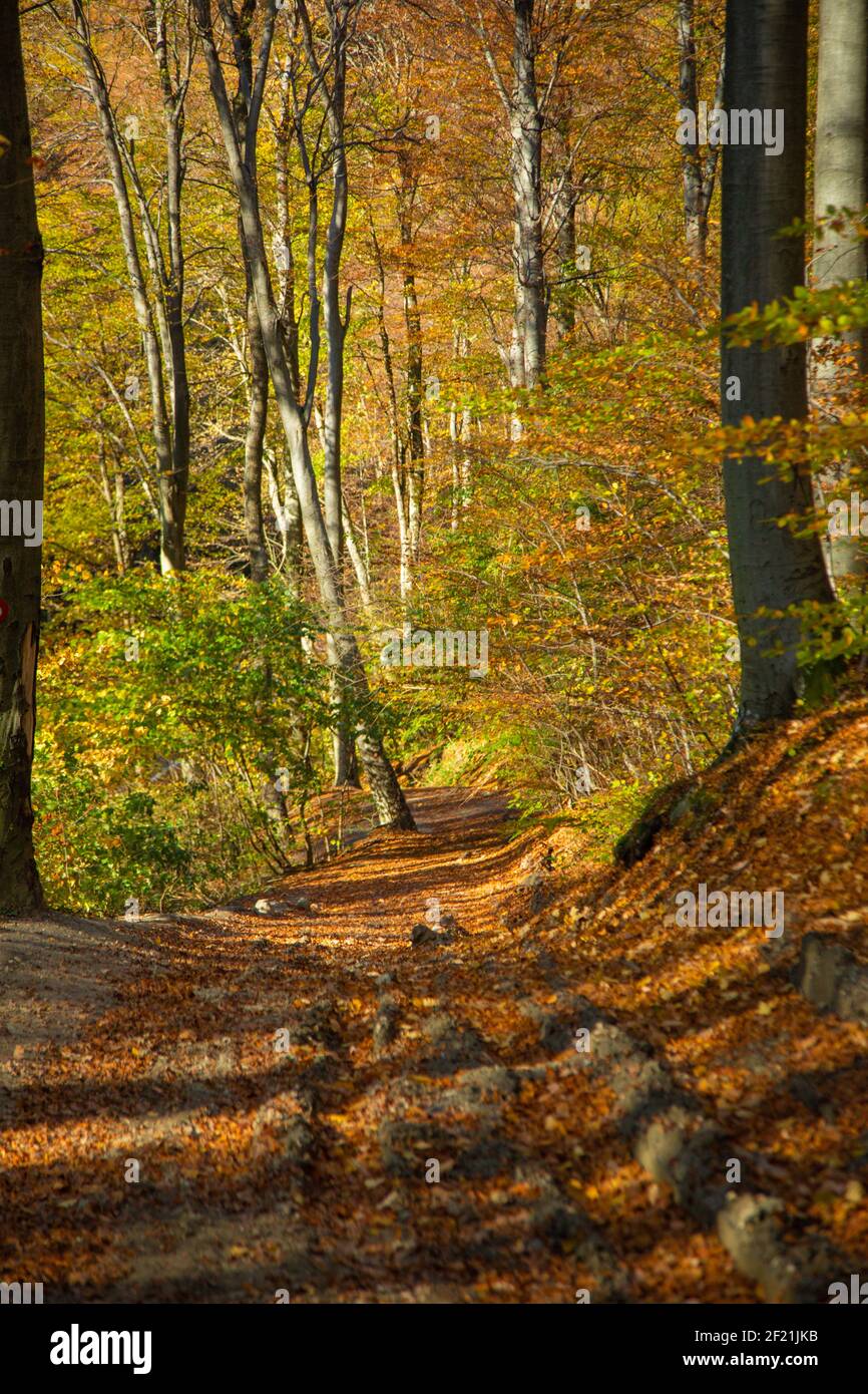 European beech tree woods in autumn Stock Photo - Alamy