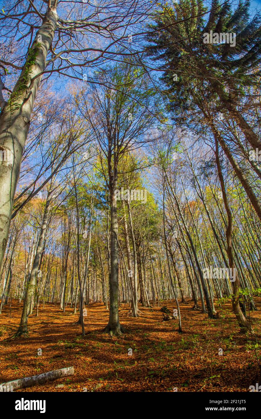 European beech tree in autumn Stock Photo - Alamy