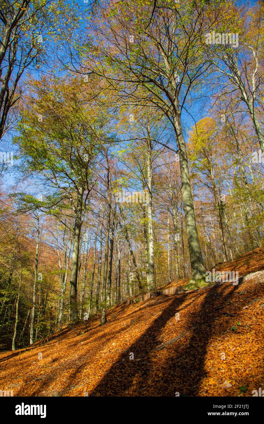 European beech tree woods in autumn Stock Photo - Alamy