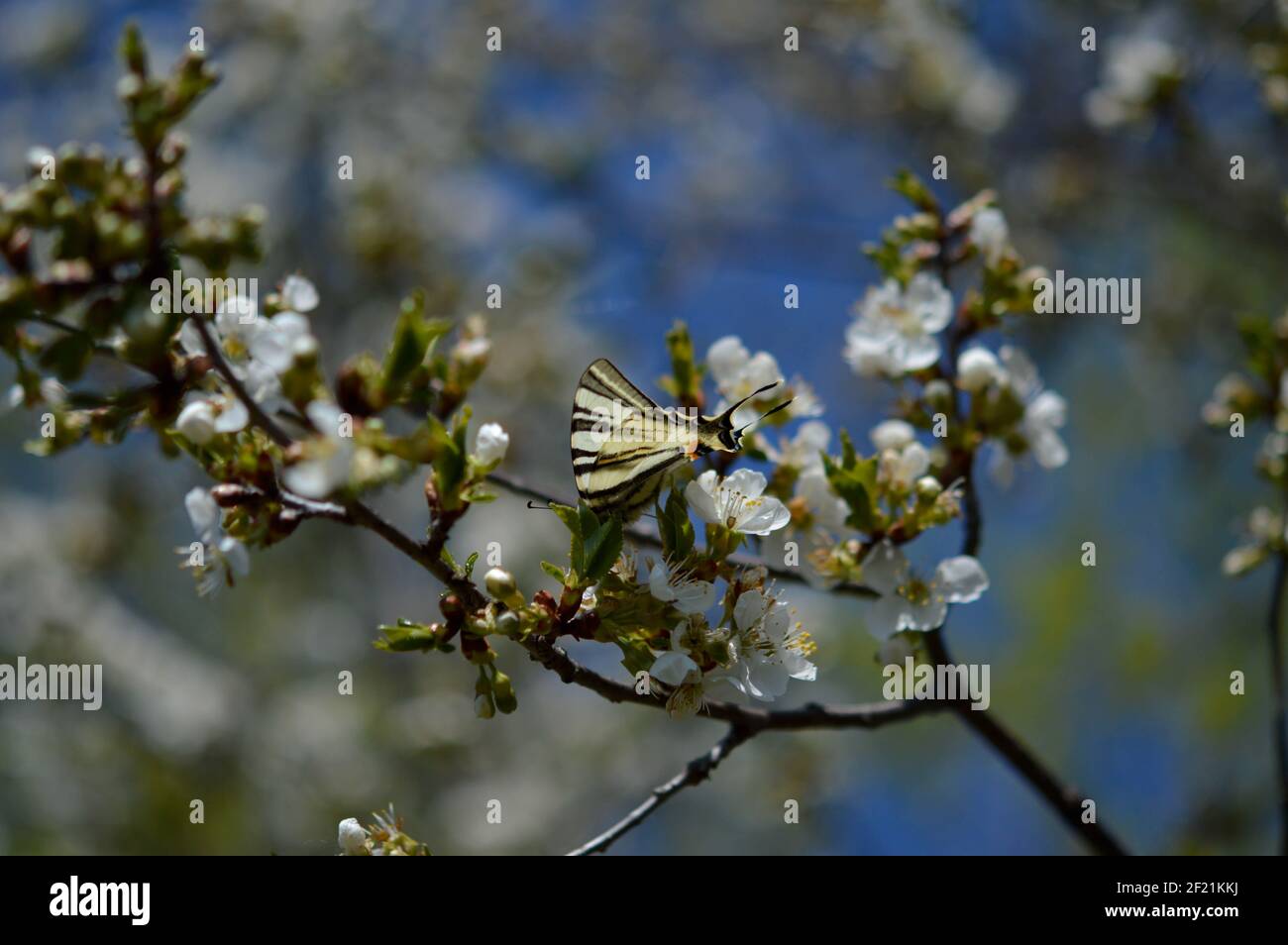 Swallowtail butterfly on white blooming branches, spring nature Stock ...