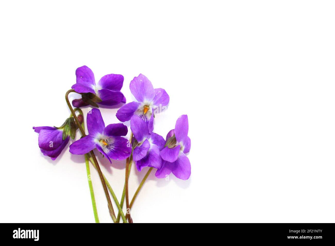 The fragrant violet viola odorata hi-res stock photography and images ...