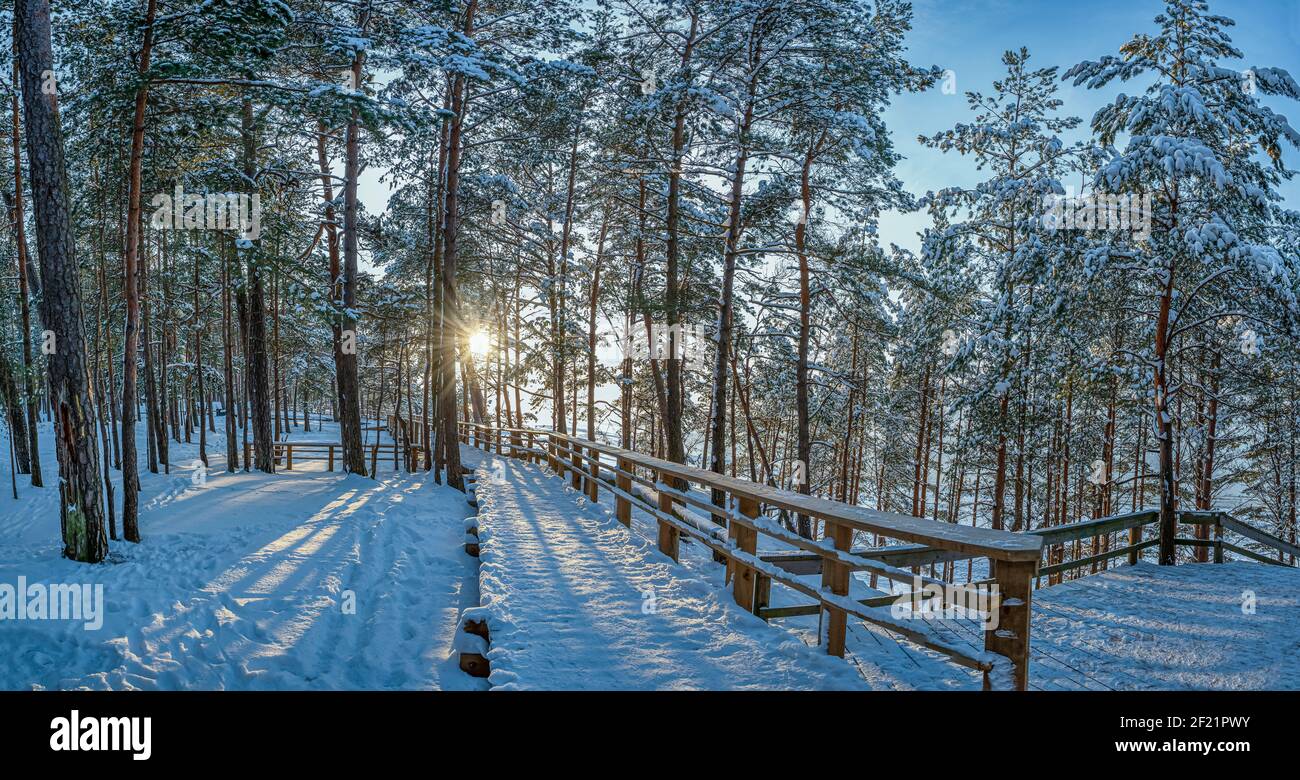 View of snowy pine forest with sun rays coming through and wooden path ...