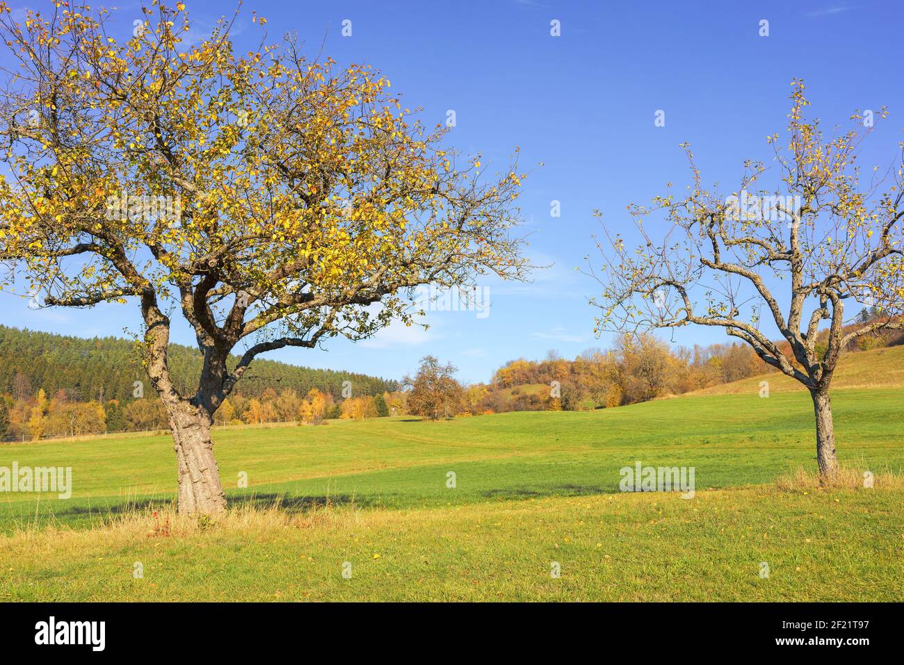 Apple trees outdoors hi-res stock photography and images - Alamy