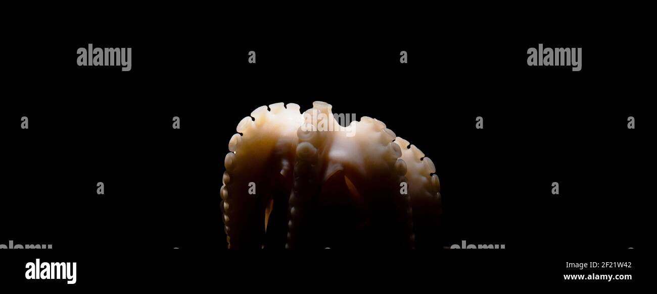 Close up fresh raw octopus or cuttlefish tentacles over dark background ...
