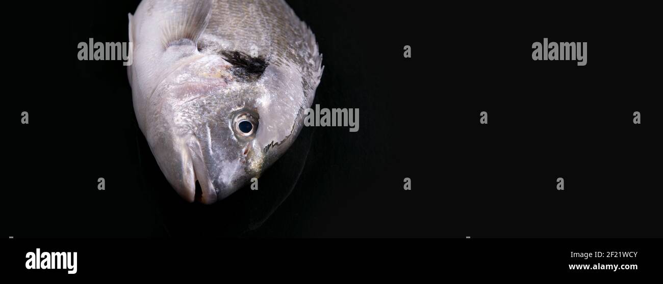 raw dorado fish over black background, panoramic mock-up Stock Photo ...