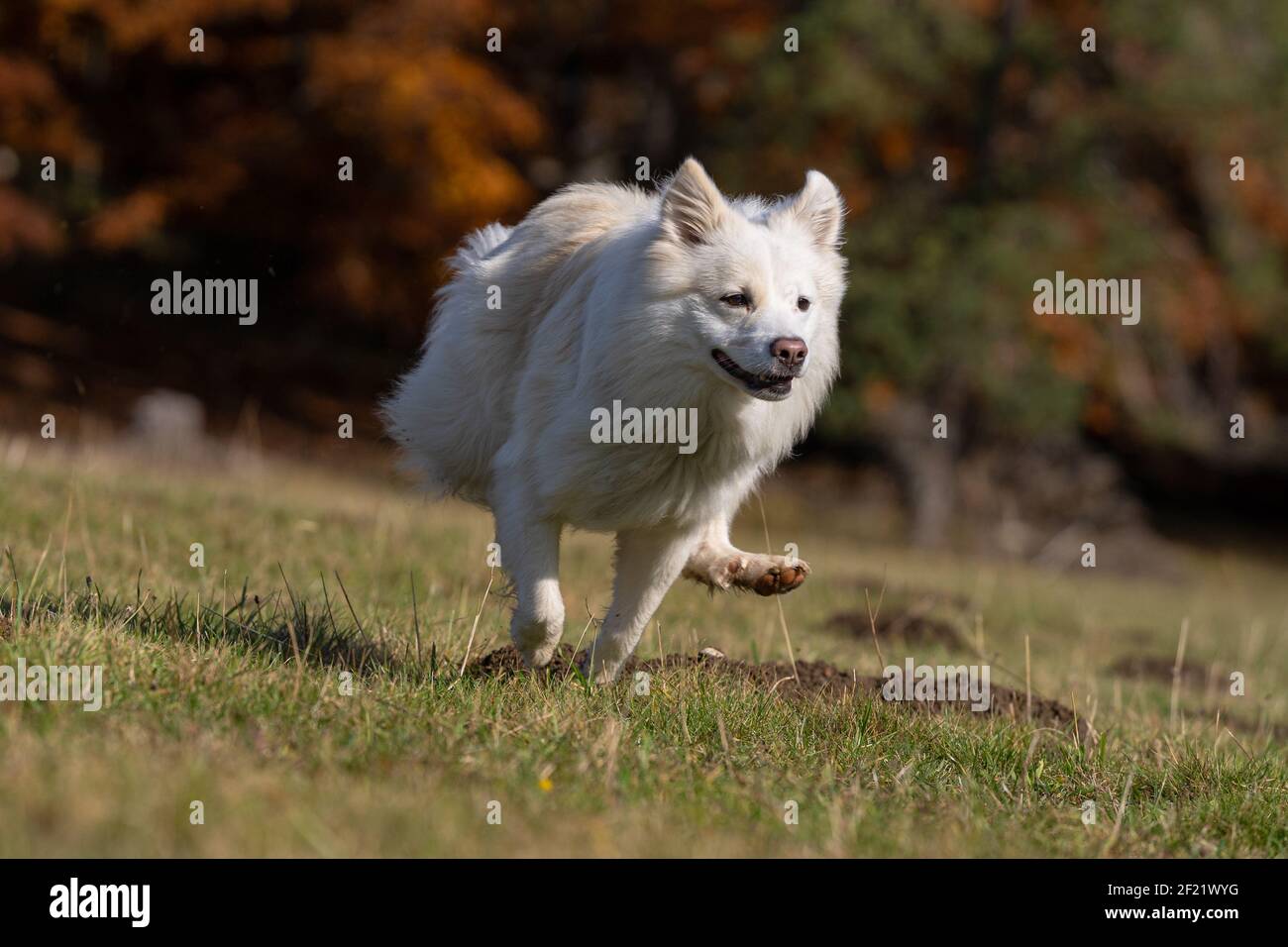 Icelandic sheepdog, FCI recognized dog breed from Iceland Stock Photo ...