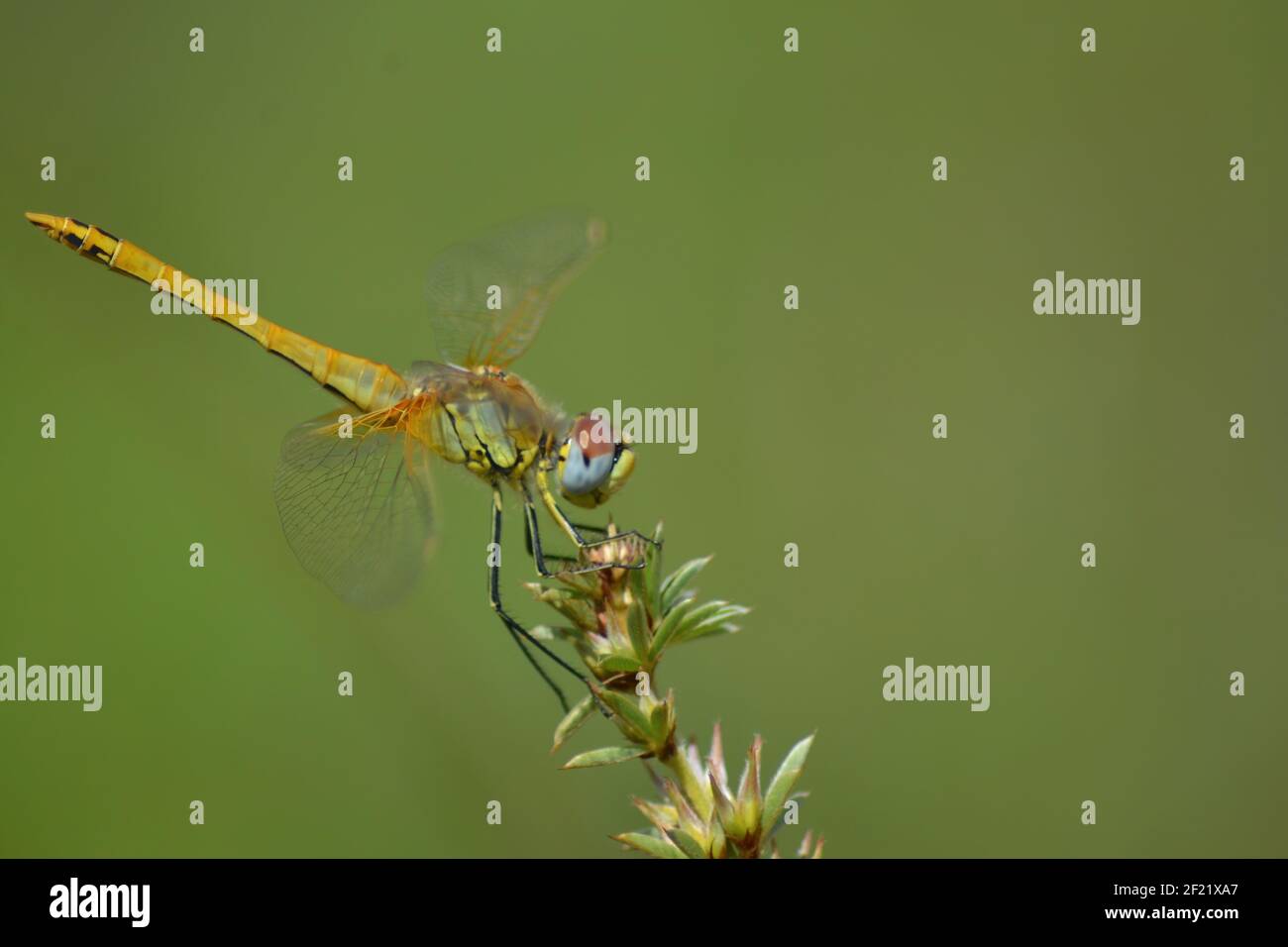 Dragonfly wing membrane hi-res stock photography and images - Alamy