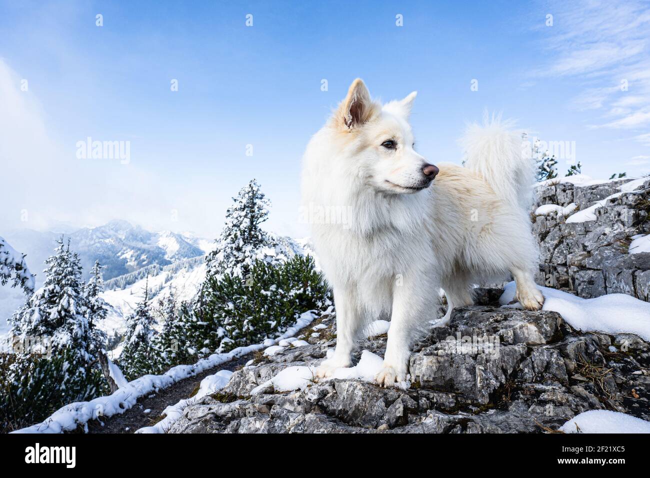 Icelandic sheepdog, FCI recognized dog breed from Iceland Stock Photo ...