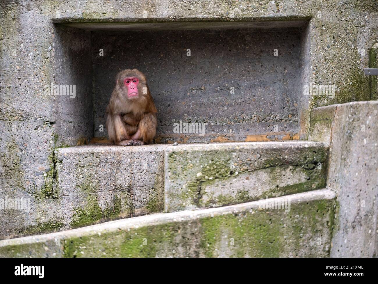 Red faced macaque hi-res stock photography and images - Alamy