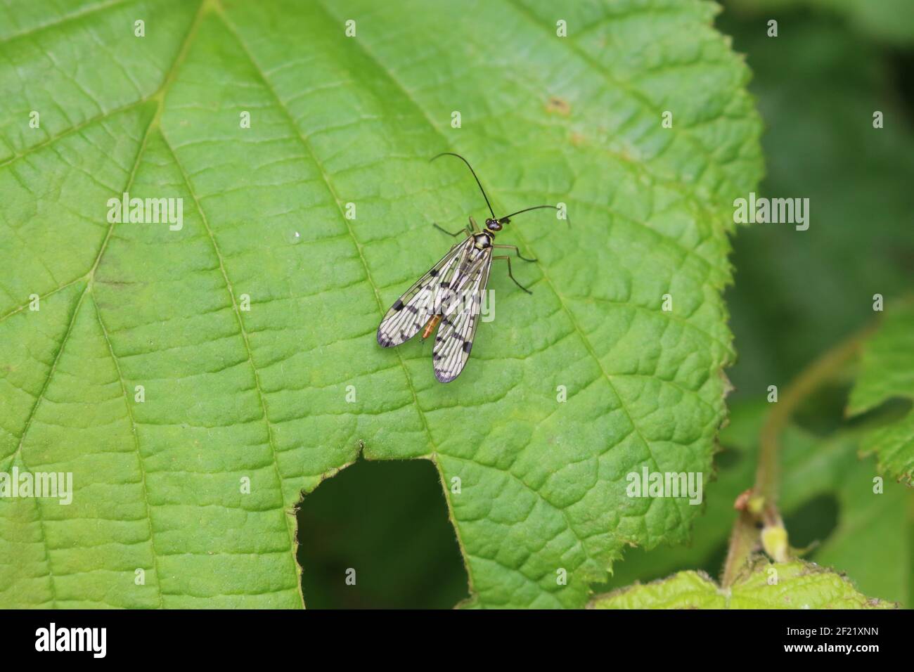 Black curved fly hi-res stock photography and images - Alamy