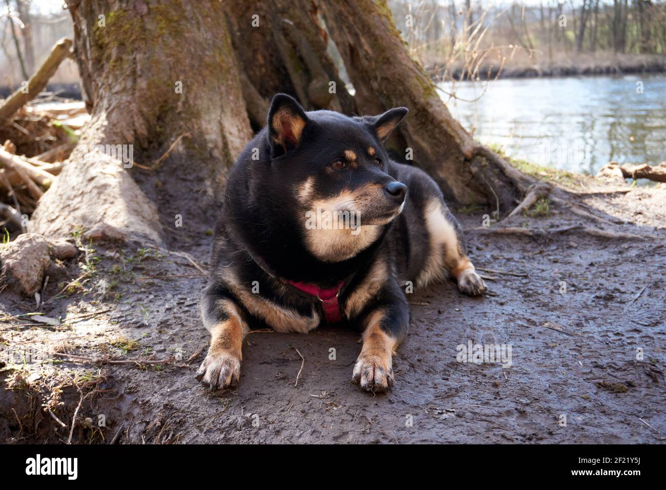 A closeup shot of a fat german shepherd dog resting beside a tree near ...